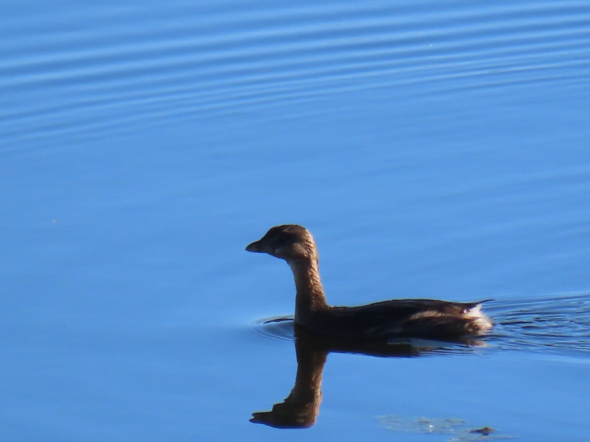 eBird Checklist - 3 Oct 2025 - Confluence Open Space (Restricted Access ...