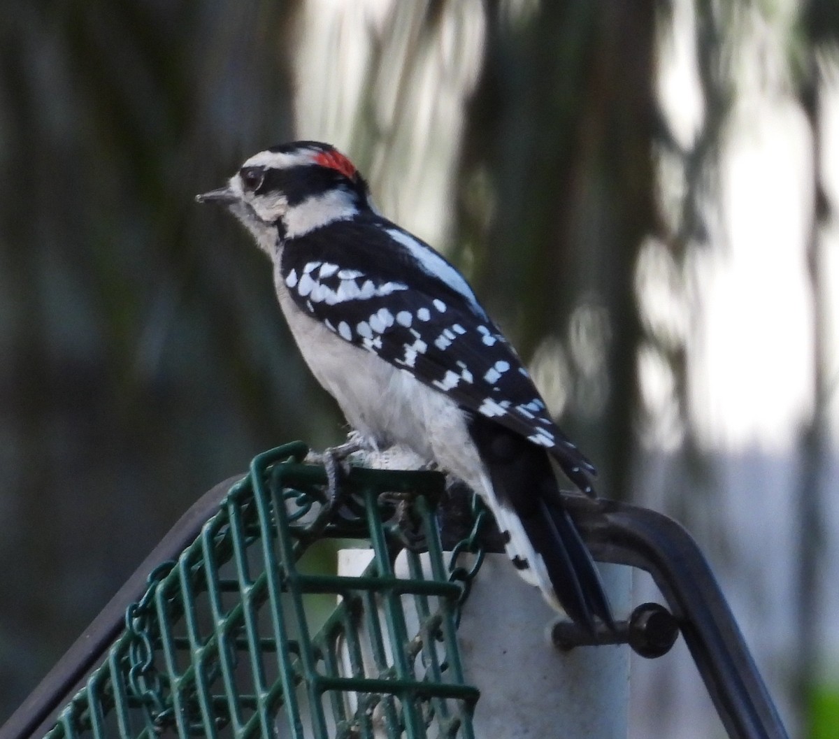 eBird Checklist - 3 Oct 2025 - My Backyard - 2 species