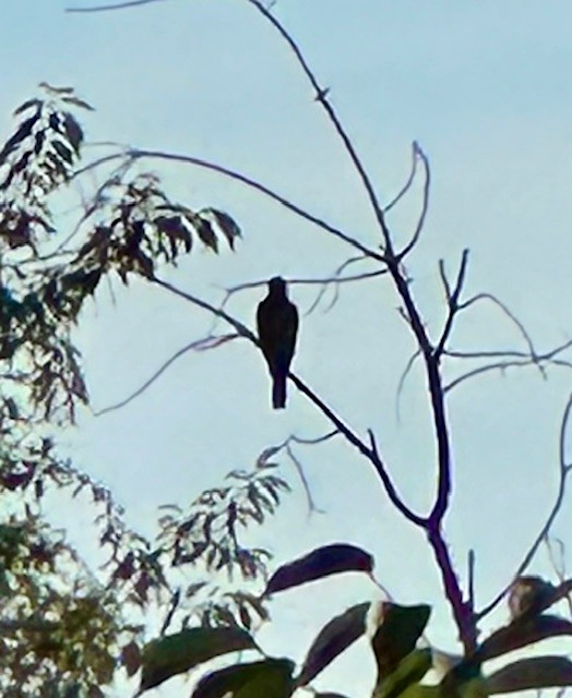 Pennsylvania Bird Atlas Checklist - 4 Oct 2025 - Frick Park - 43 ...