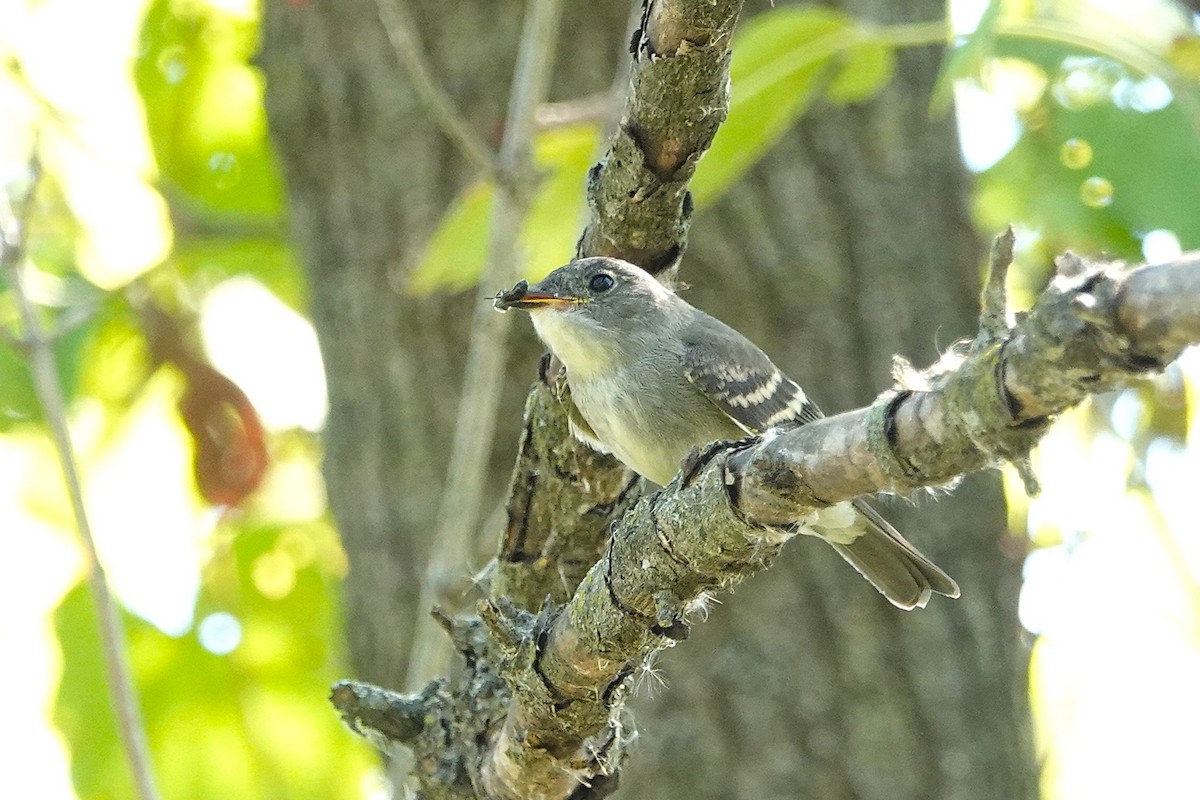 eBird Checklist - 1 Oct 2025 - John Heinz NWR--impoundment (Philadelphia Co.) - 18 species