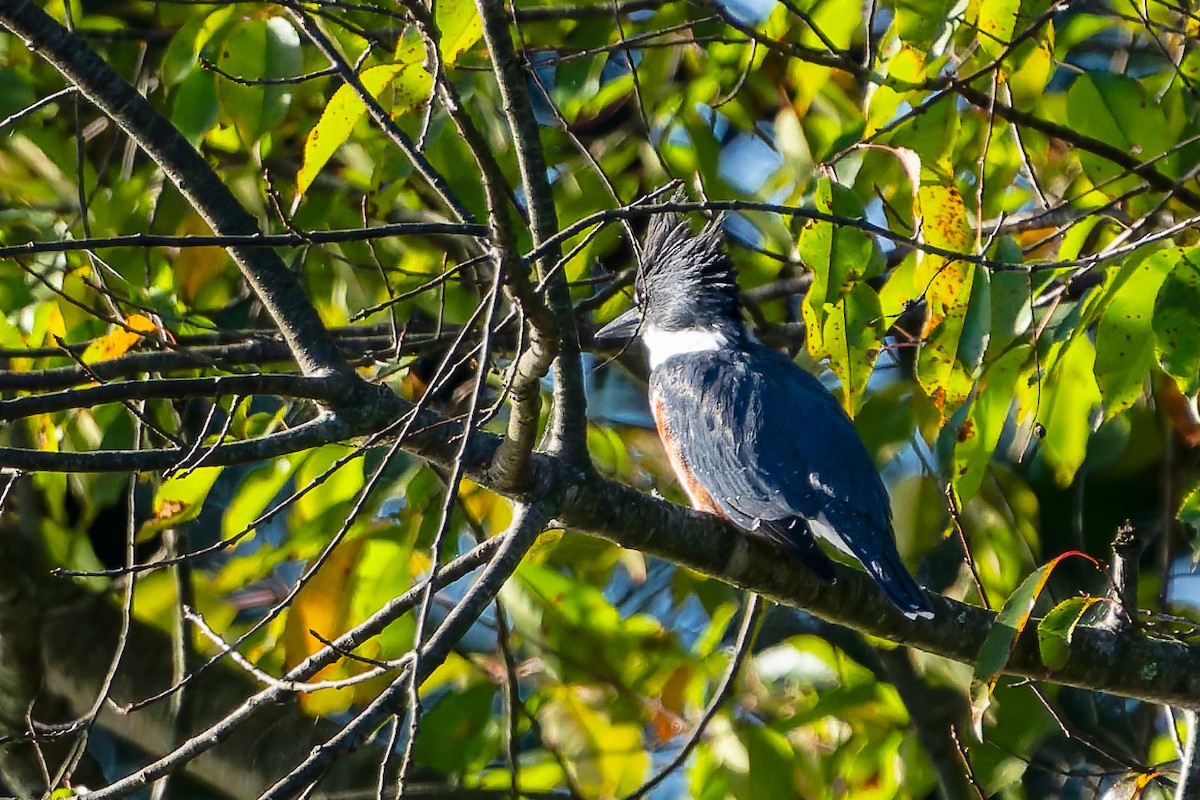 ML642930574 - Belted Kingfisher - Macaulay Library