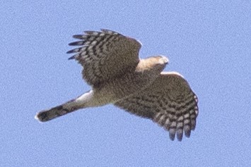 eBird Checklist - 4 Oct 2025 - Ashland Nature Center and Hawk Watch ...