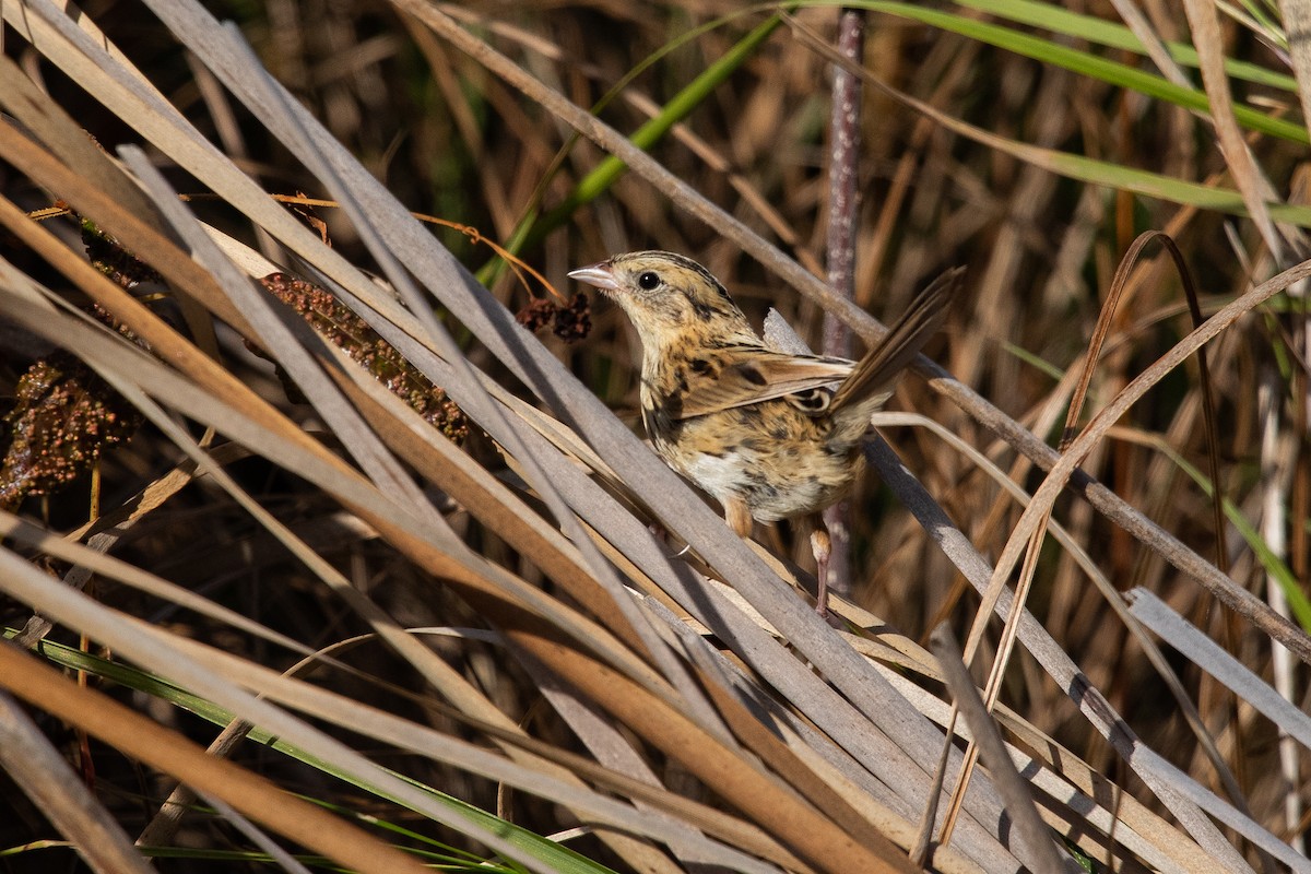 ML642933555 - LeConte's Sparrow - Macaulay Library