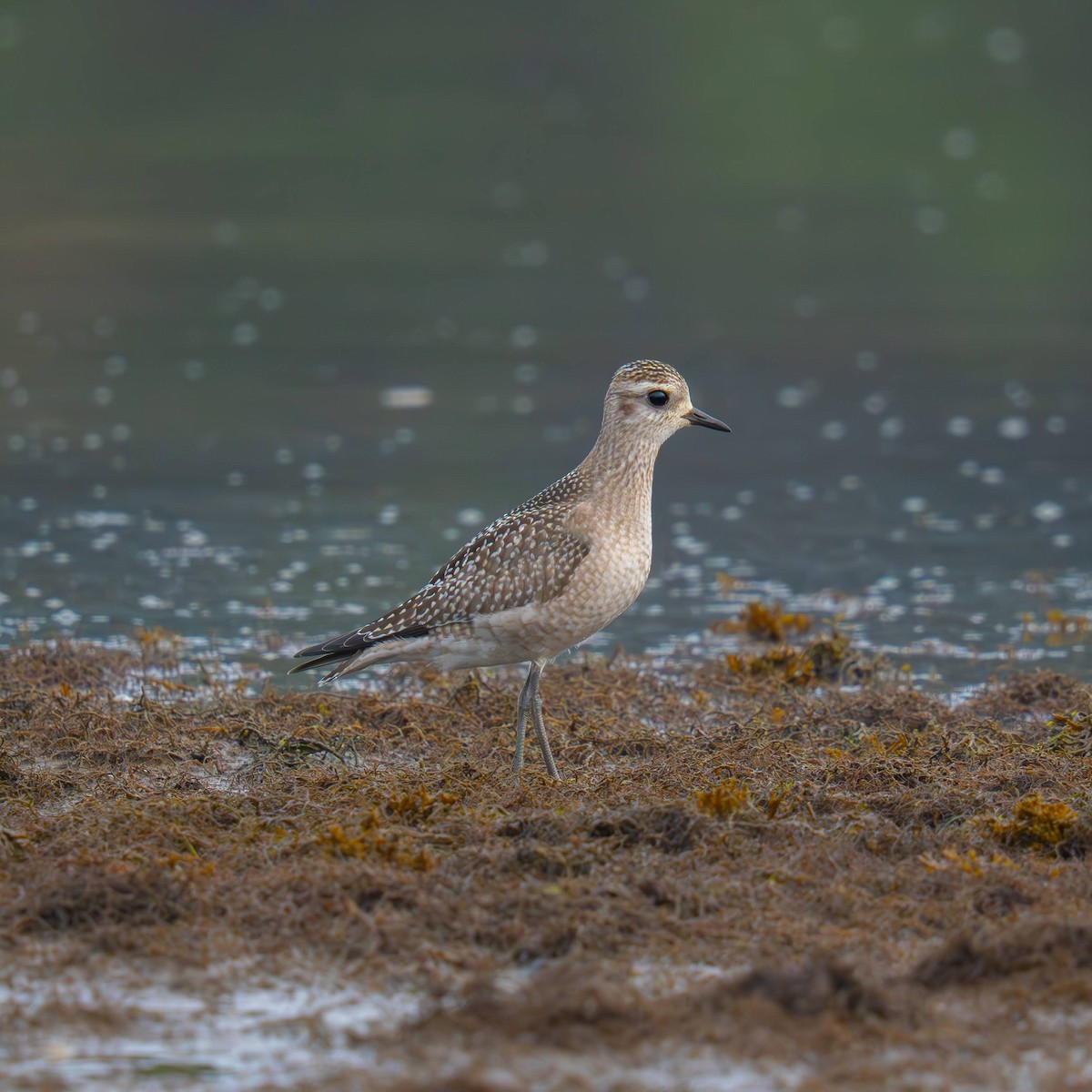 ML642966660 - American Golden-Plover - Macaulay Library