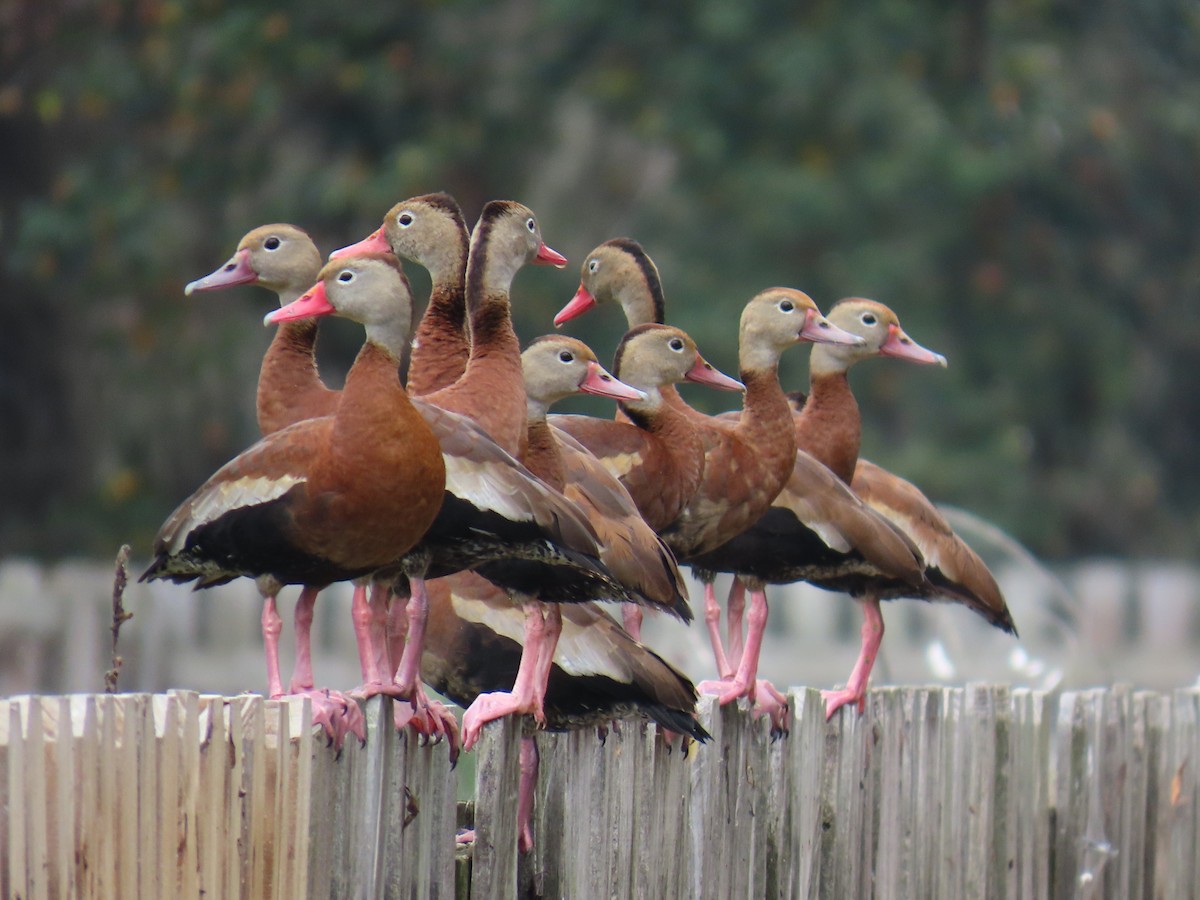 eBird Checklist - 30 Sep 2025 - Phinizy Swamp Nature Park - 44 species