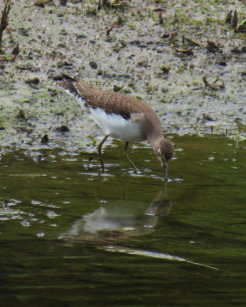 eBird Checklist - 30 Sep 2025 - Silver Bluff Audubon-Kathwood Ponds ...