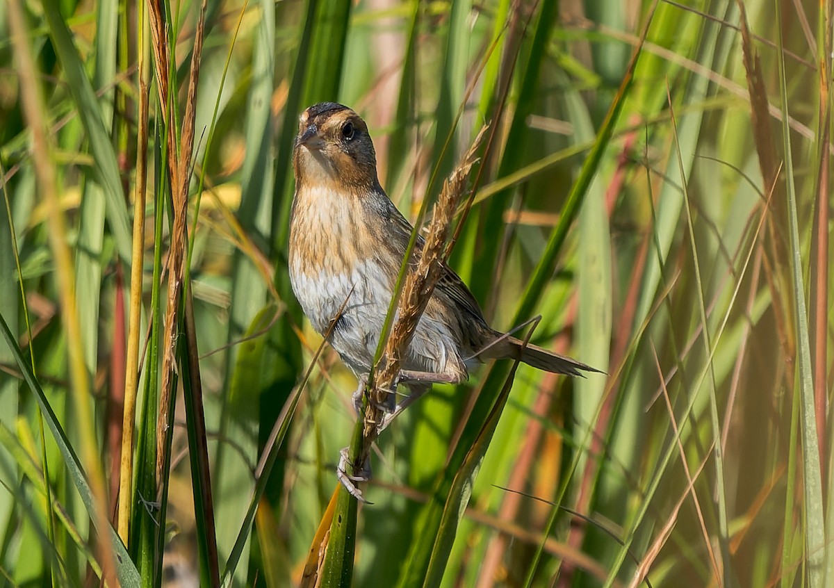 eBird Checklist - 5 Oct 2025 - Sandy Point - 30 species