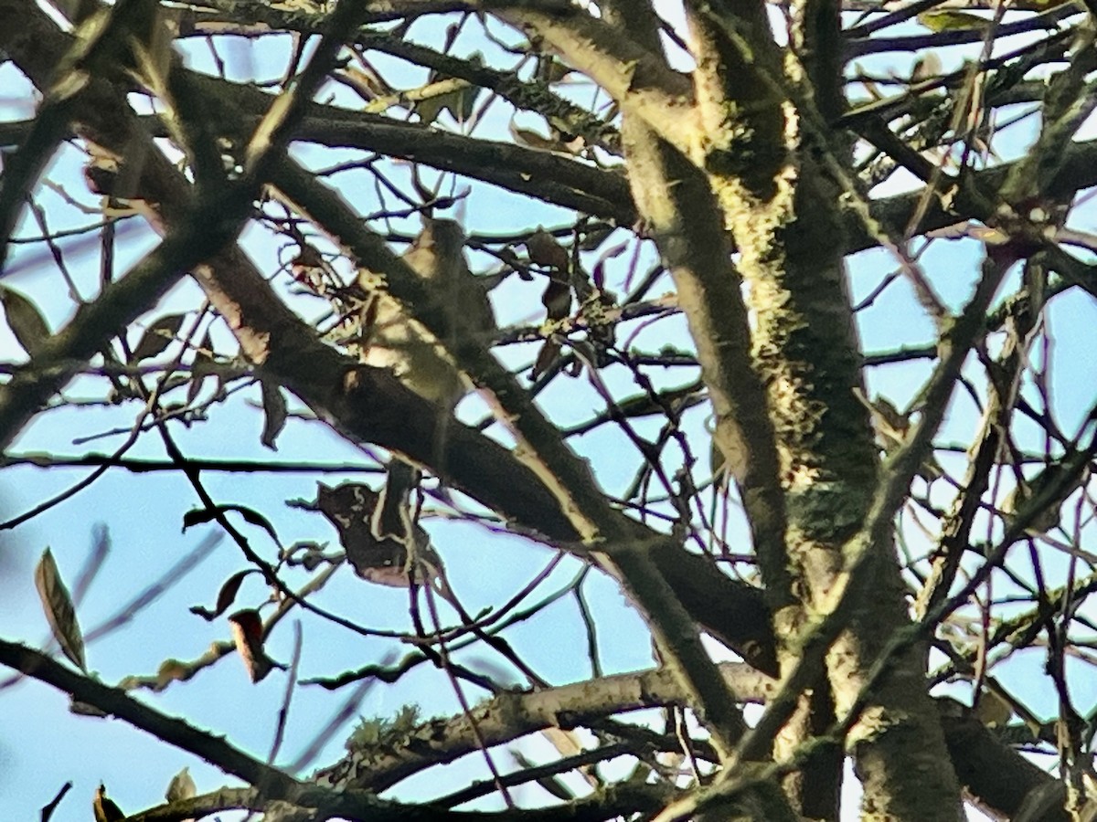 eBird Checklist - 5 Oct 2025 - Millicoma Marsh - 60 species (+3 other taxa)