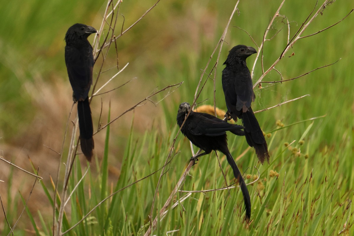 eBird Checklist - 3 Aug 2025 - Auto selected -5.98731, -79.19214 - 7 ...