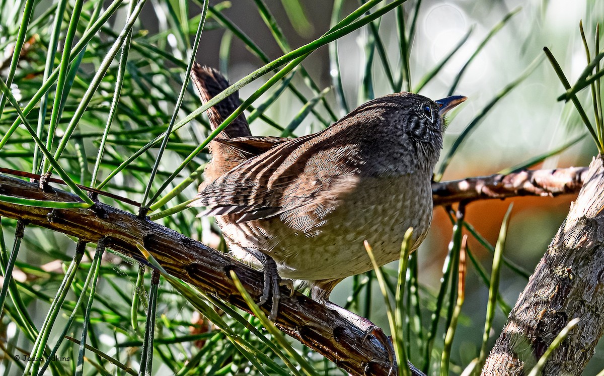 ML642988447 - Northern House Wren (Northern) - Macaulay Library