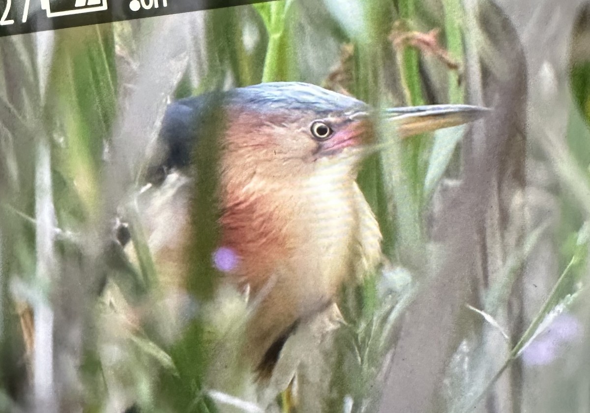 eBird Checklist - 6 Oct 2025 - Sydney Olympic Park--Narawang Wetlands ...