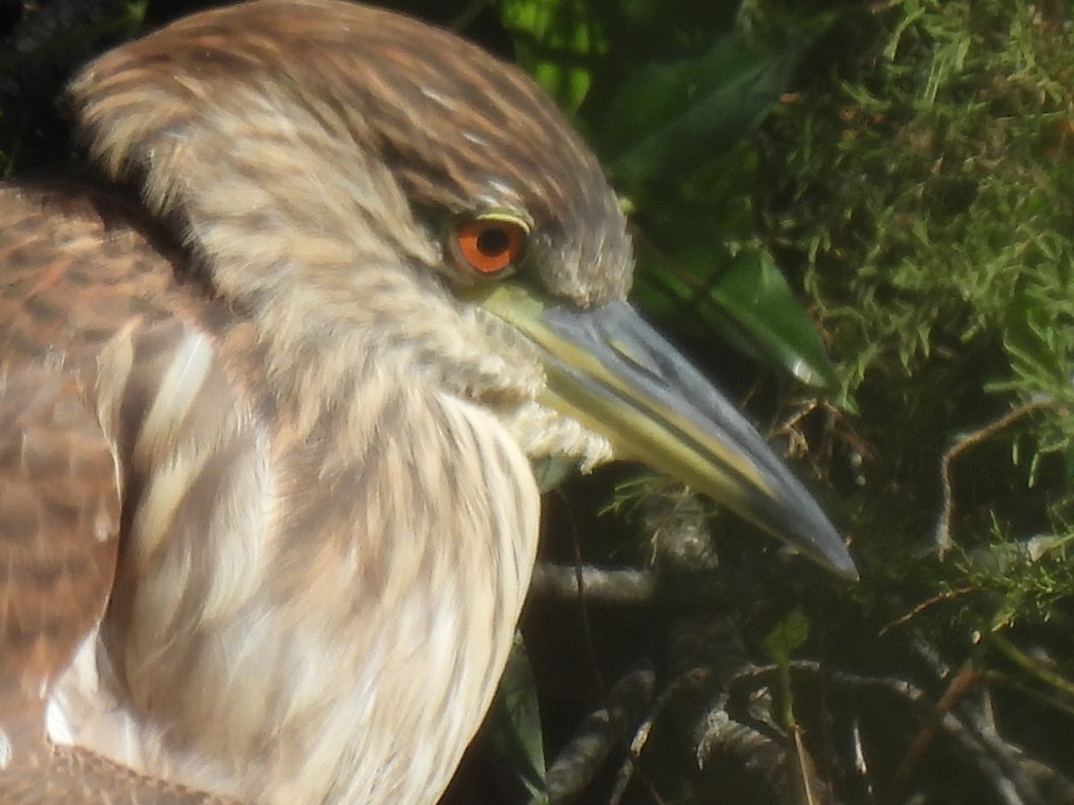 eBird Checklist - 4 Oct 2025 - Campeche Cove Animal Hospital marsh - 9 ...