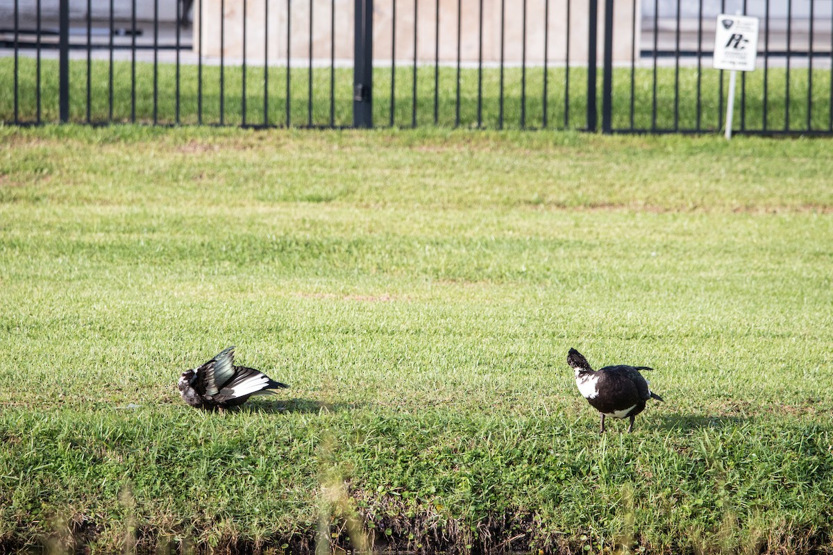 eBird Checklist - 5 Oct 2025 - Plantation Preserve - 51 species