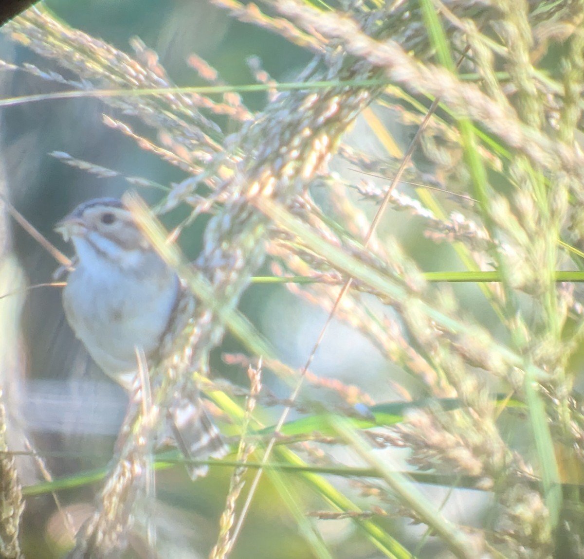 eBird Checklist - 5 Oct 2025 - Provincetown Airport - 22 species