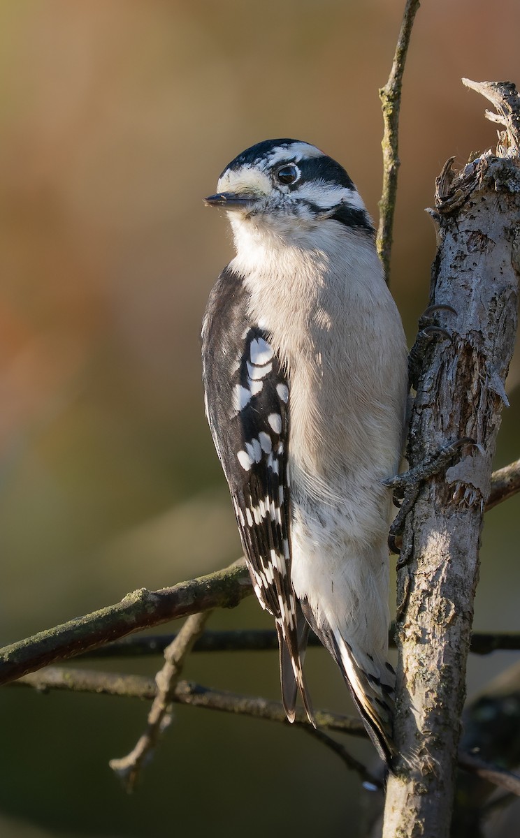 eBird Checklist - 6 Oct 2025 - Troy Wetlands - 45 species