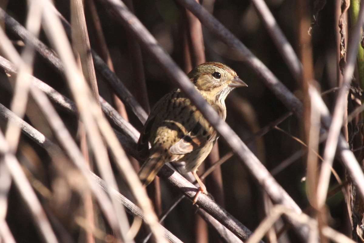 eBird Checklist - 5 Oct 2025 - Squire Cheyney Farm Park - 32 species