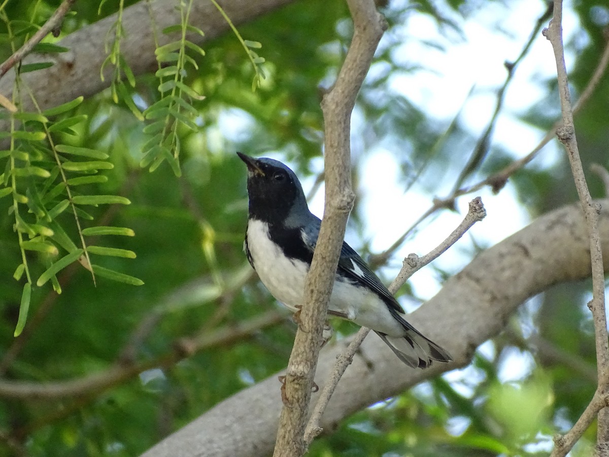 eBird Checklist - 6 Oct 2025 - South Padre Is.--Birding and Nature ...