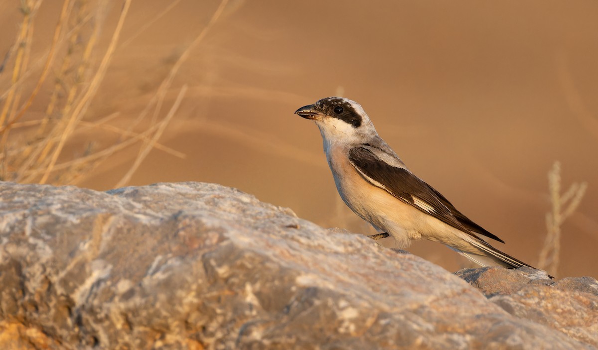 ML643047315 - Lesser Gray Shrike - Macaulay Library