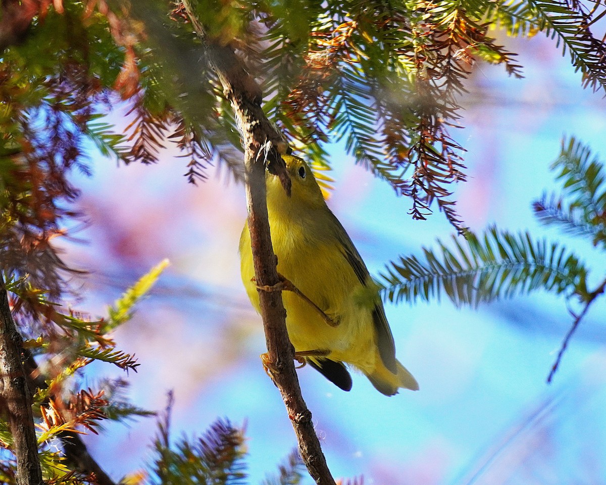 eBird Checklist - 6 Oct 2025 - **Back Bay NWR - 35 species