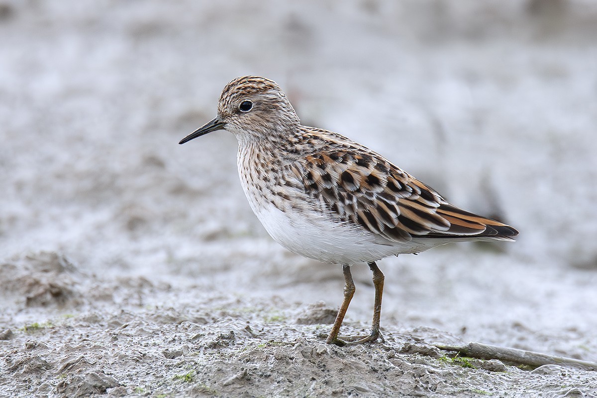 ML643049056 - Long-toed Stint - Macaulay Library