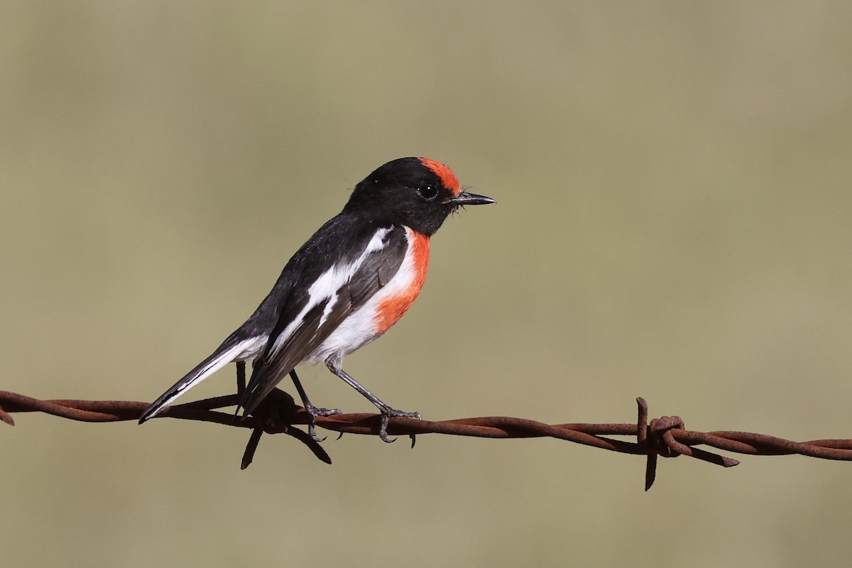 eBird Checklist - 4 Oct 2025 - Terrick Terrick National Park, Mitiamo ...