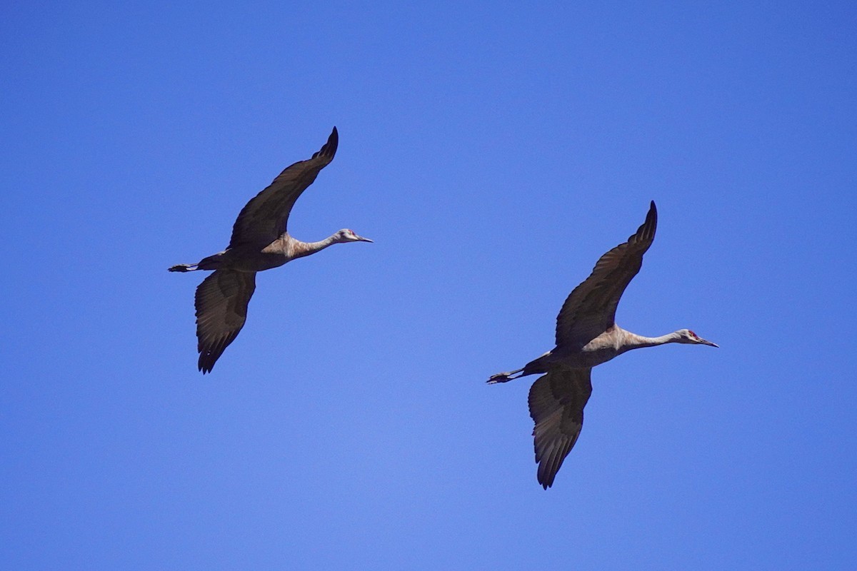 eBird Checklist - 6 Oct 2025 - Skagit Wildlife Area--Wiley Slough - 37 ...