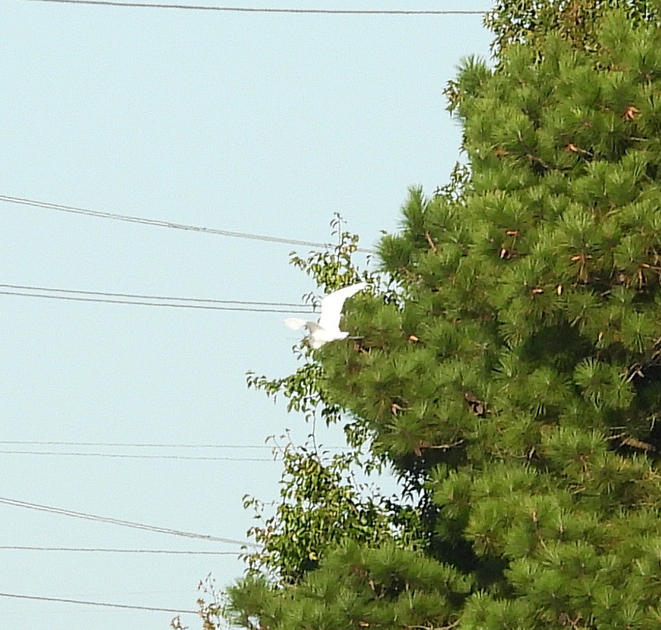 eBird Checklist - 6 Oct 2025 - Princess Anne Athletic Complex - 25 species