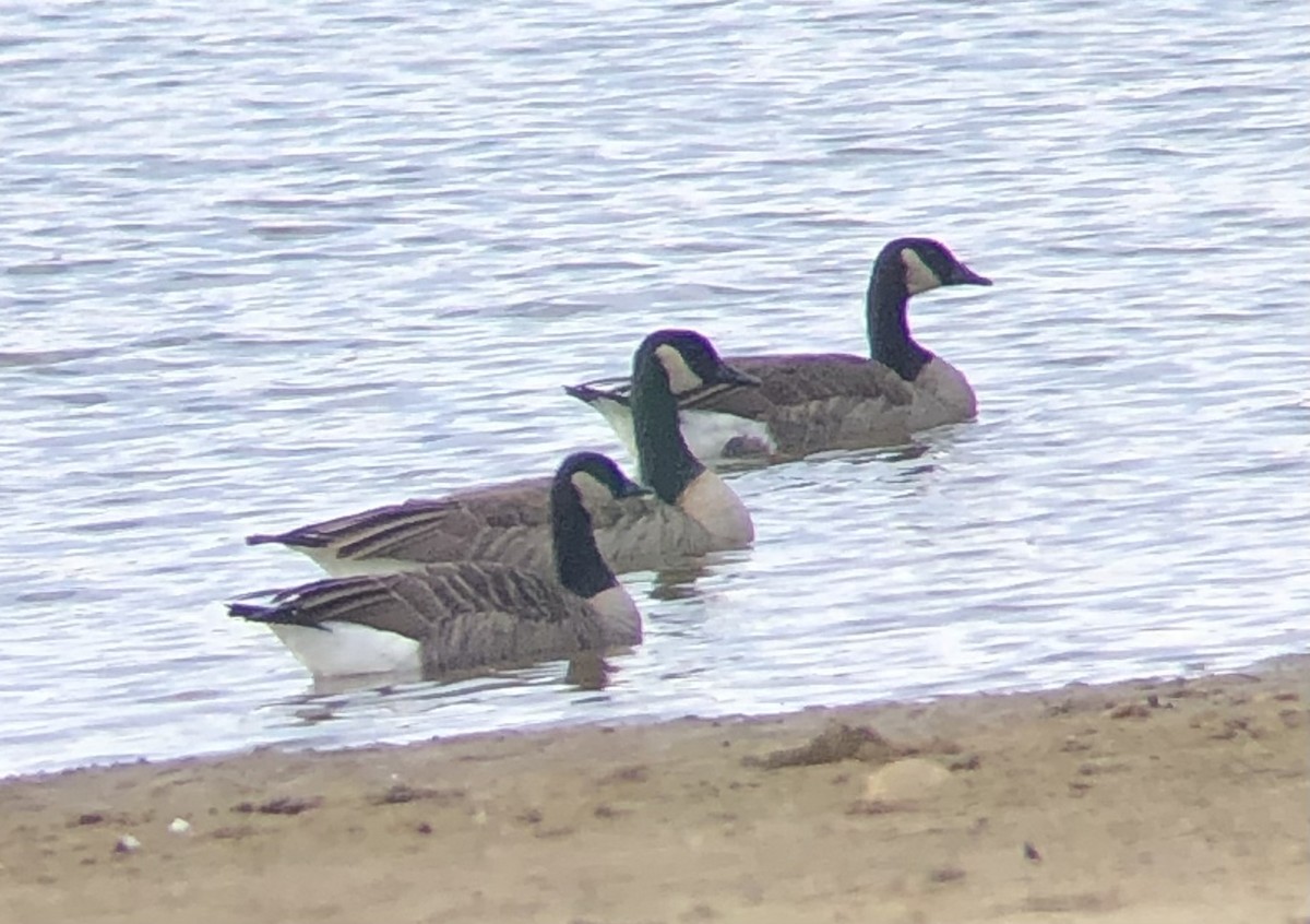 eBird Checklist - 7 Oct 2025 - Spruce Run Recreation Area - 32 species ...