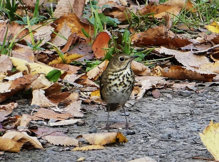 eBird Checklist - 7 Oct 2025 - Jardin botanique de Montréal (accès ...