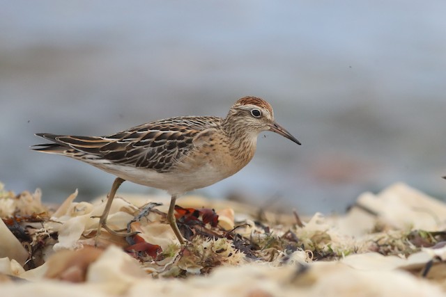 Newfoundland and Labrador, Canada - eBird