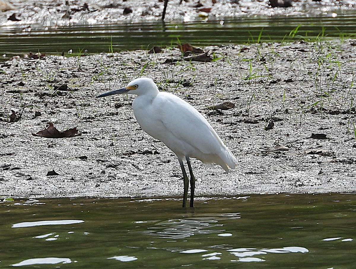eBird Checklist - 7 Oct 2025 - Widman Park (undeveloped) St. Louis ...