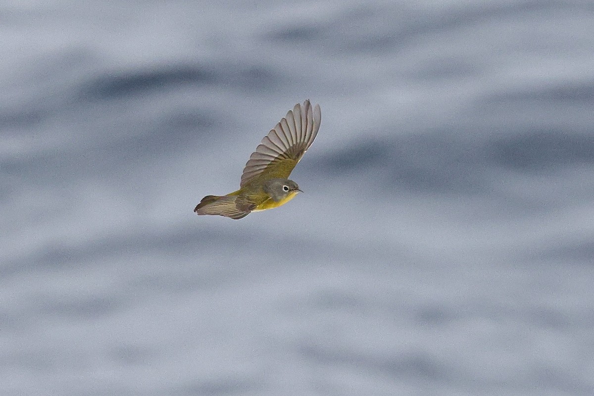 ML643106254 - Nashville Warbler - Macaulay Library