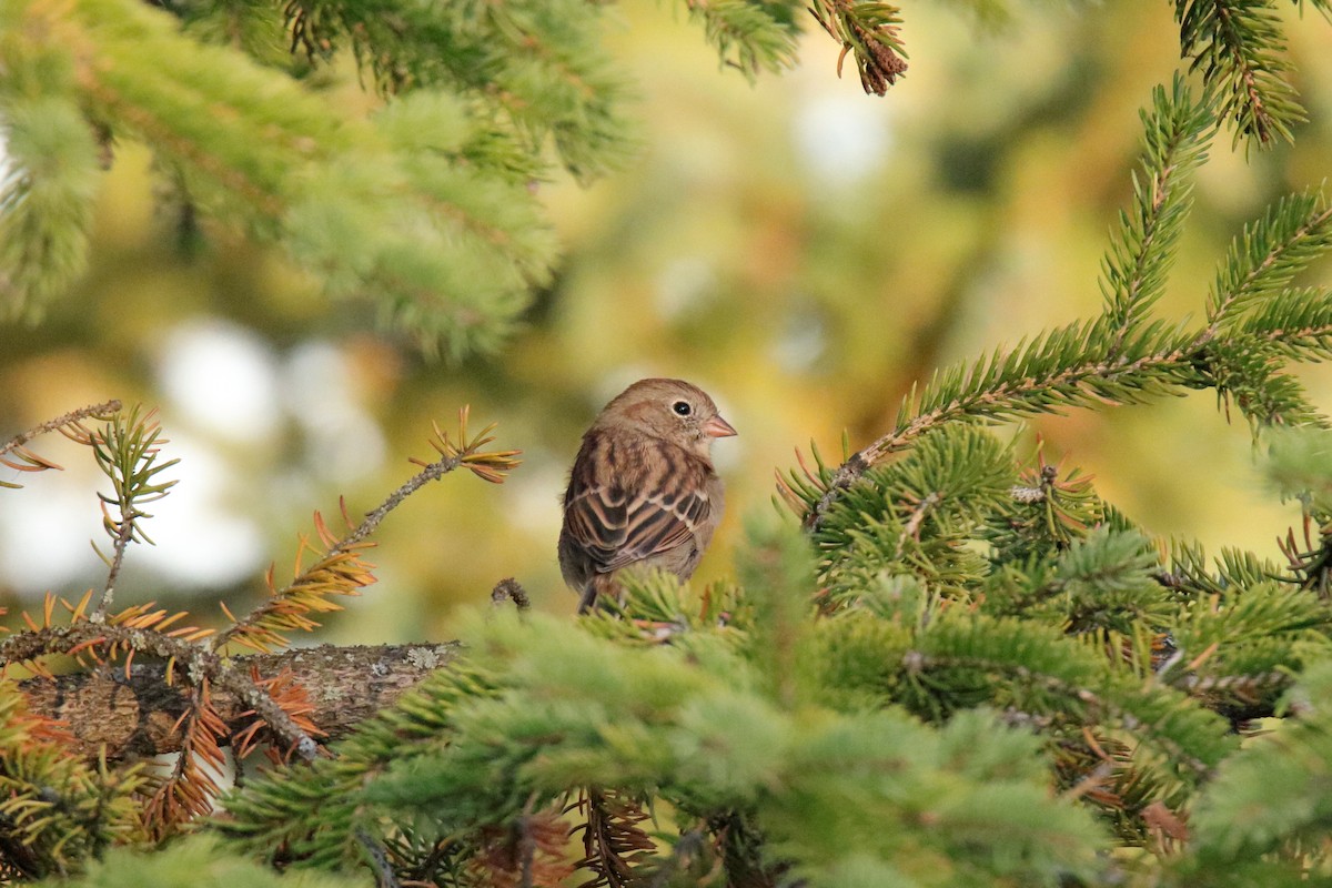 eBird Checklist - 6 Oct 2025 - Parc Angrignon - 19 species