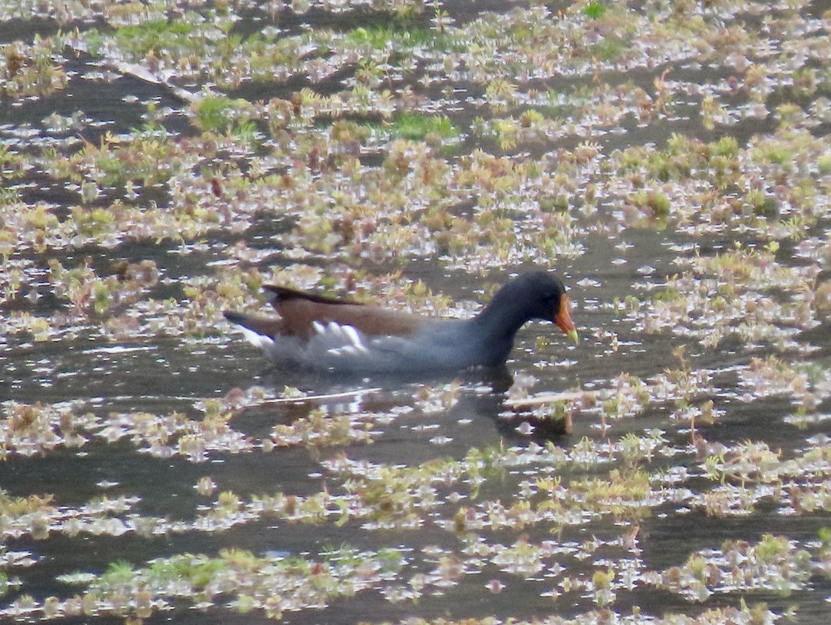 ML643107939 - Common Gallinule - Macaulay Library