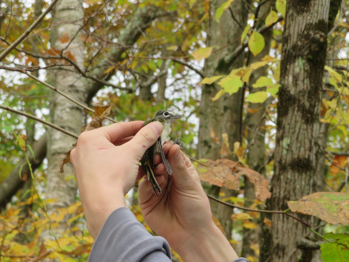 eBird Checklist - 7 Oct 2025 - Jug End State Reservation - 14 species