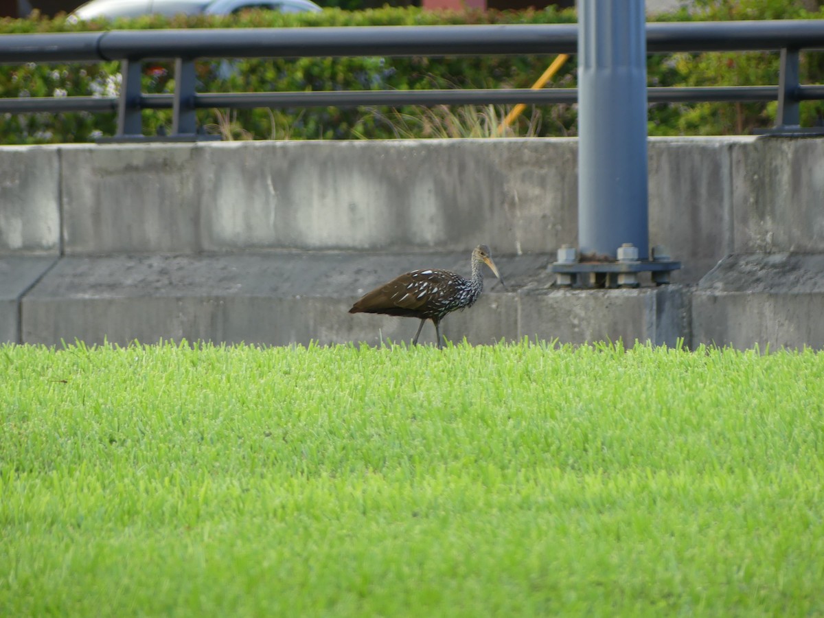 eBird Checklist - 7 Oct 2025 - Plantation Preserve - 16 species