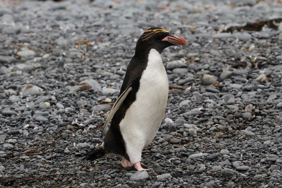 ML643114950 - Macaroni Penguin - Macaulay Library