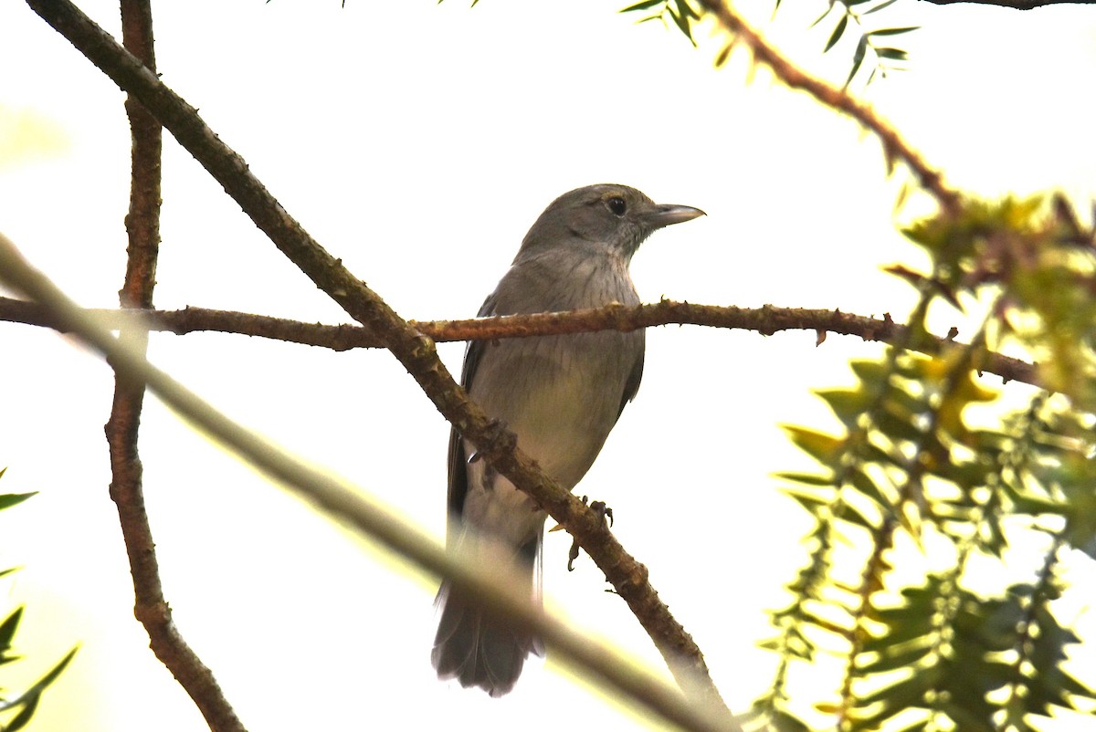 ML643122838 - Golden Whistler (Eastern) - Macaulay Library