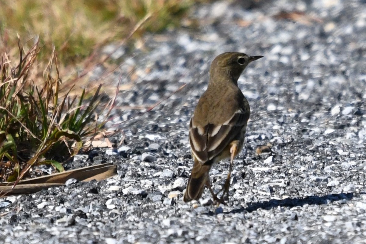 eBird Checklist - 7 Oct 2025 - Prime Hook NWR--Fowler Beach Rd./Fowler ...