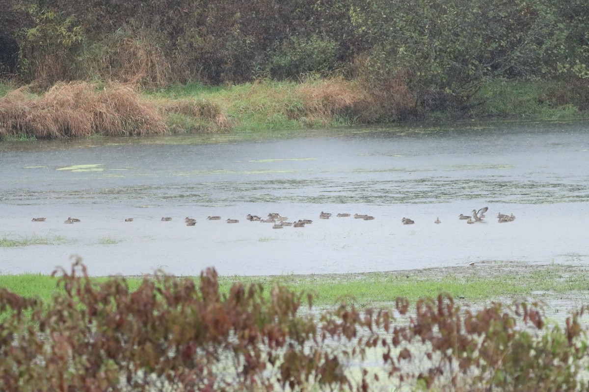 eBird Checklist - 7 Oct 2025 - Acme Dam/Chestnut Ridge Park - 3 species