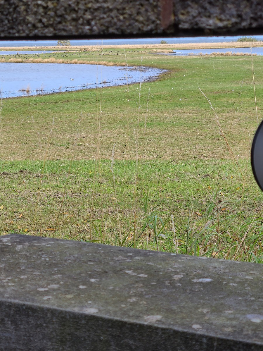 eBird Checklist - 5 Oct 2025 - Musselburgh--New Lagoons - 52 species