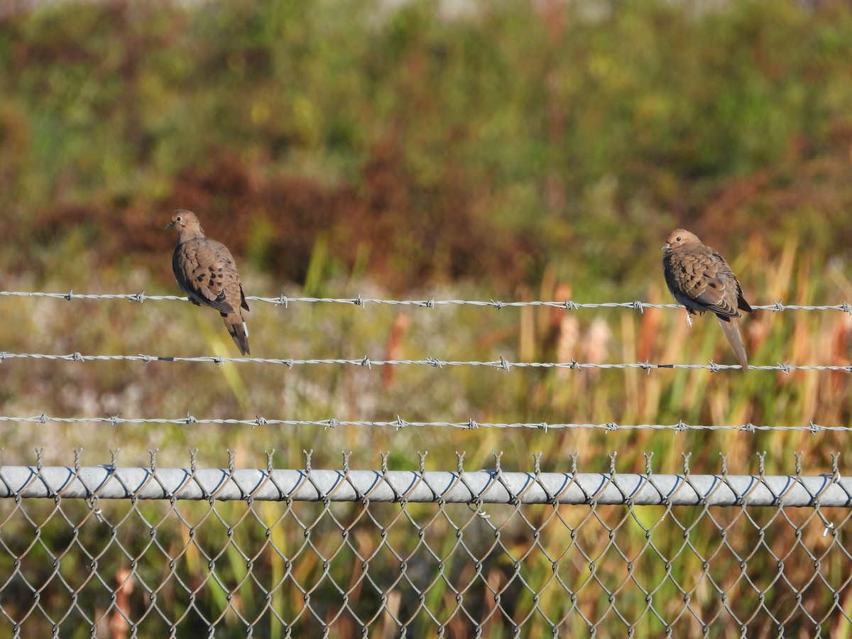 eBird Checklist - 8 Oct 2025 - Huffman Prairie Flying Field - 47 species