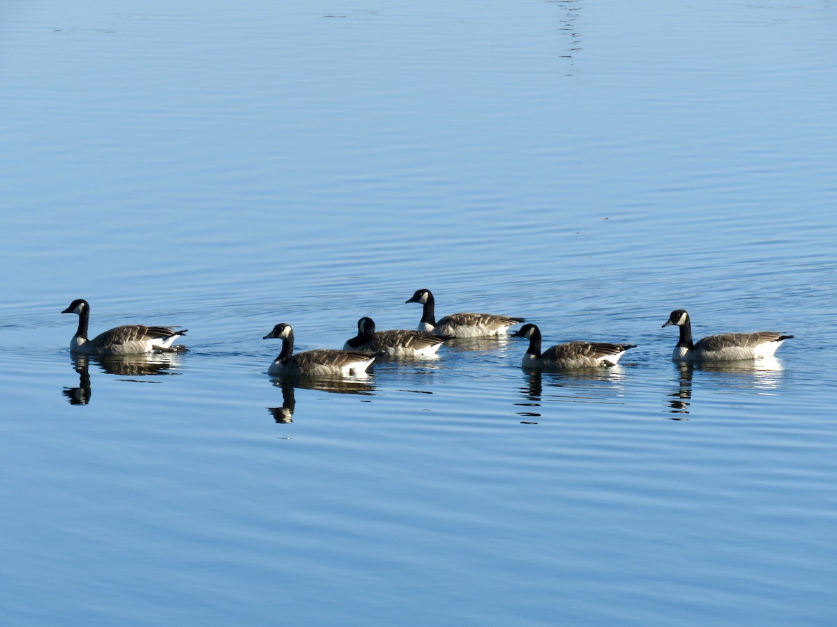 eBird Checklist - 8 Oct 2025 - Pella Crossing Open Space - 24 species