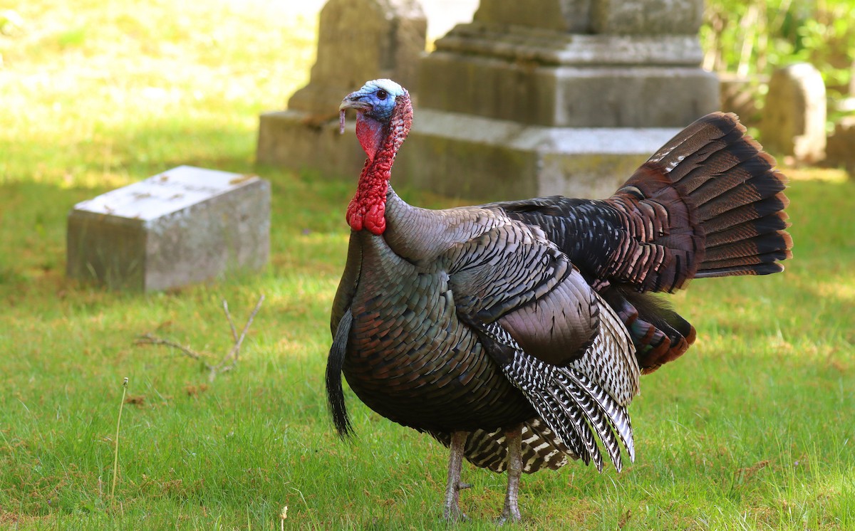 ML643151296 - Wild Turkey - Macaulay Library