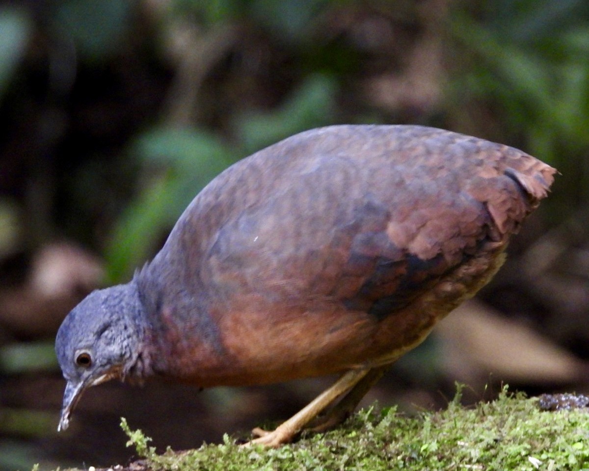 eBird Checklist - 8 Oct 2025 - RNSC San Felipe - 49 species