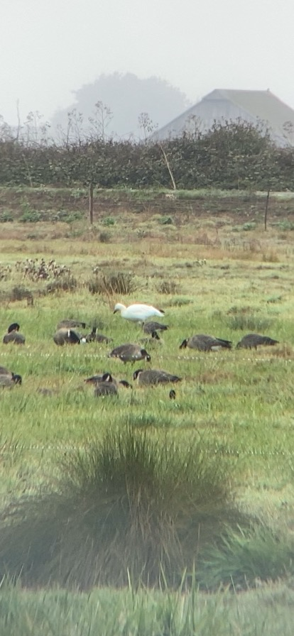eBird Checklist - 8 Oct 2025 - Arcata Bottoms--V St. Loop - 22 species
