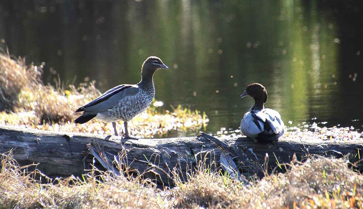 eBird Checklist - 9 Oct 2025 - Haining Farm Park - 46 species