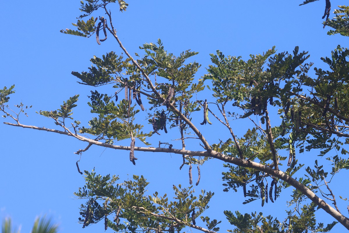 ML643174791 - Habitat - Macaulay Library