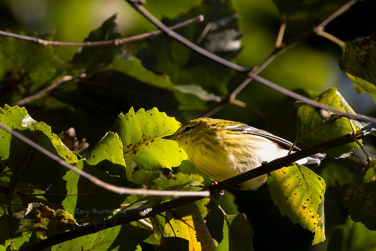 eBird Checklist - 9 Oct 2025 - Palmyra Cove Nature Park - 3 species