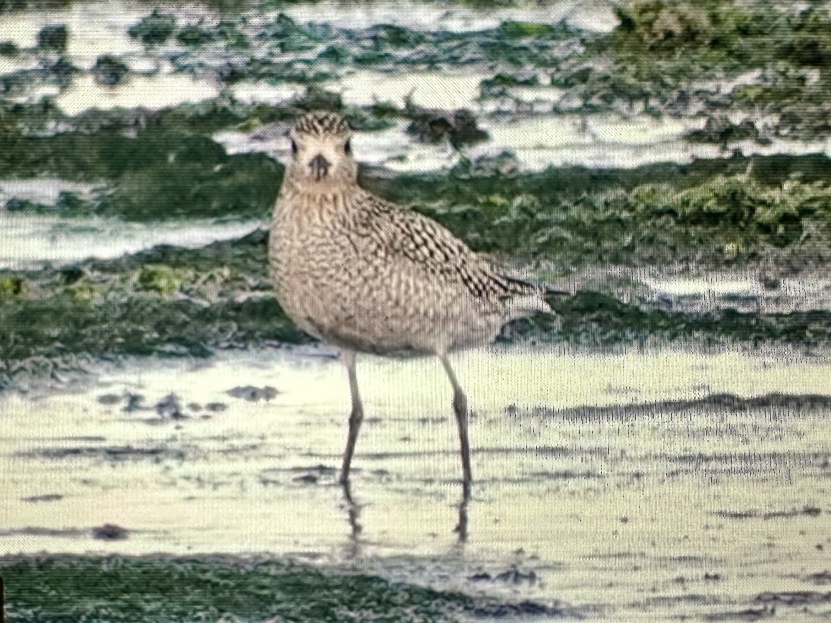 eBird Checklist - 8 Oct 2025 - Nisqually National Wildlife Refuge - 28 ...